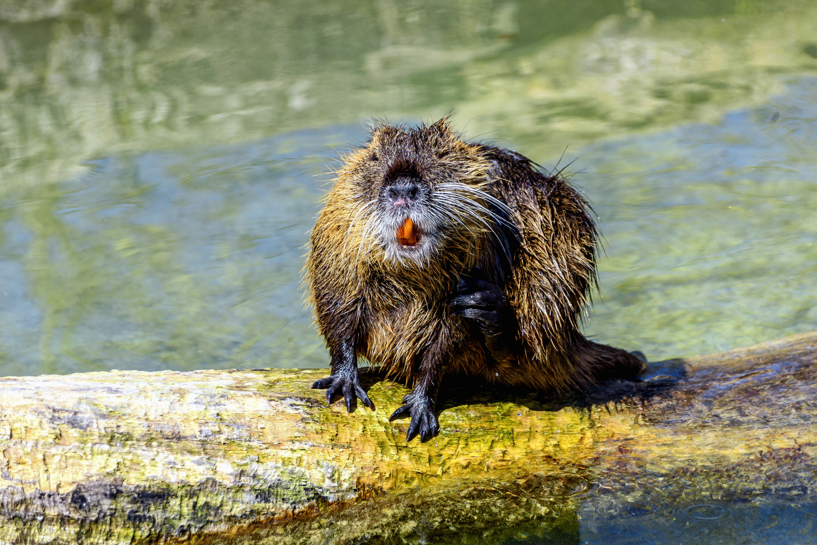 Nutria Foto & Bild | tiere, wildlife, zoo, wildpark & falknerei Bilder ...