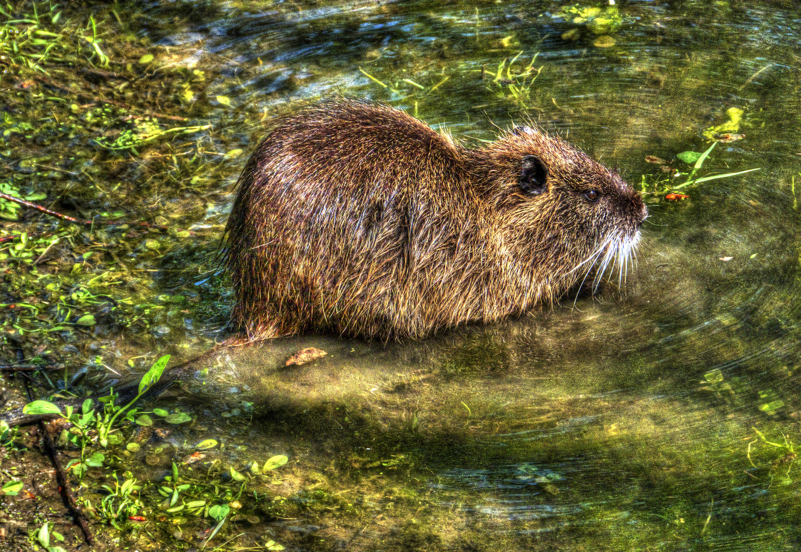 nutria 2 Foto % Immagini| animali, animali allo stato libero, natura ...