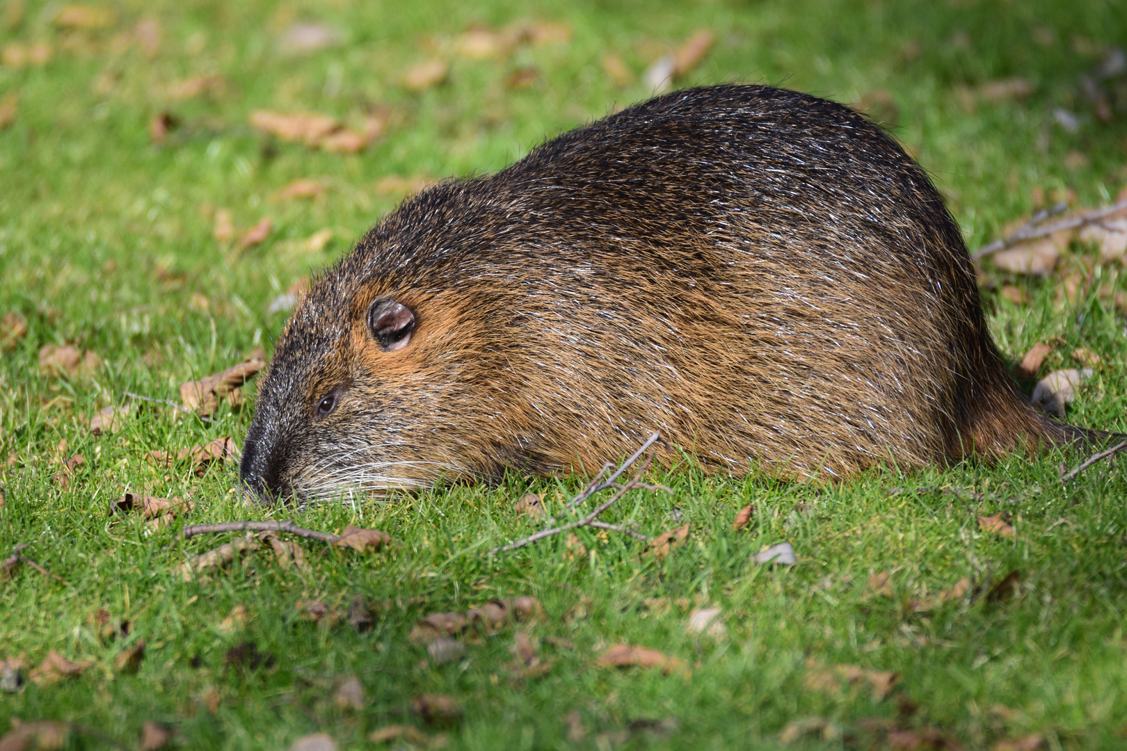 Nutria Animal