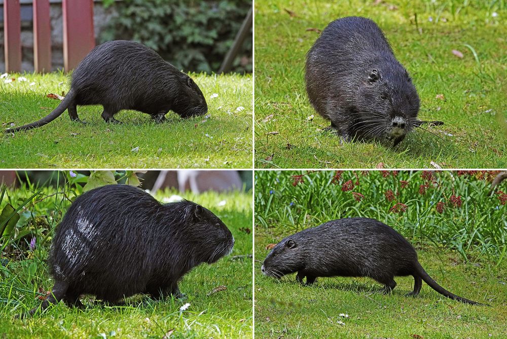 Nutria Foto & Bild | natur, nutria, tiere Bilder auf fotocommunity