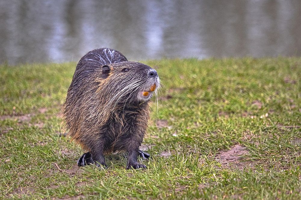 Nutria Foto & Bild | tiere, wildlife, säugetiere Bilder auf fotocommunity