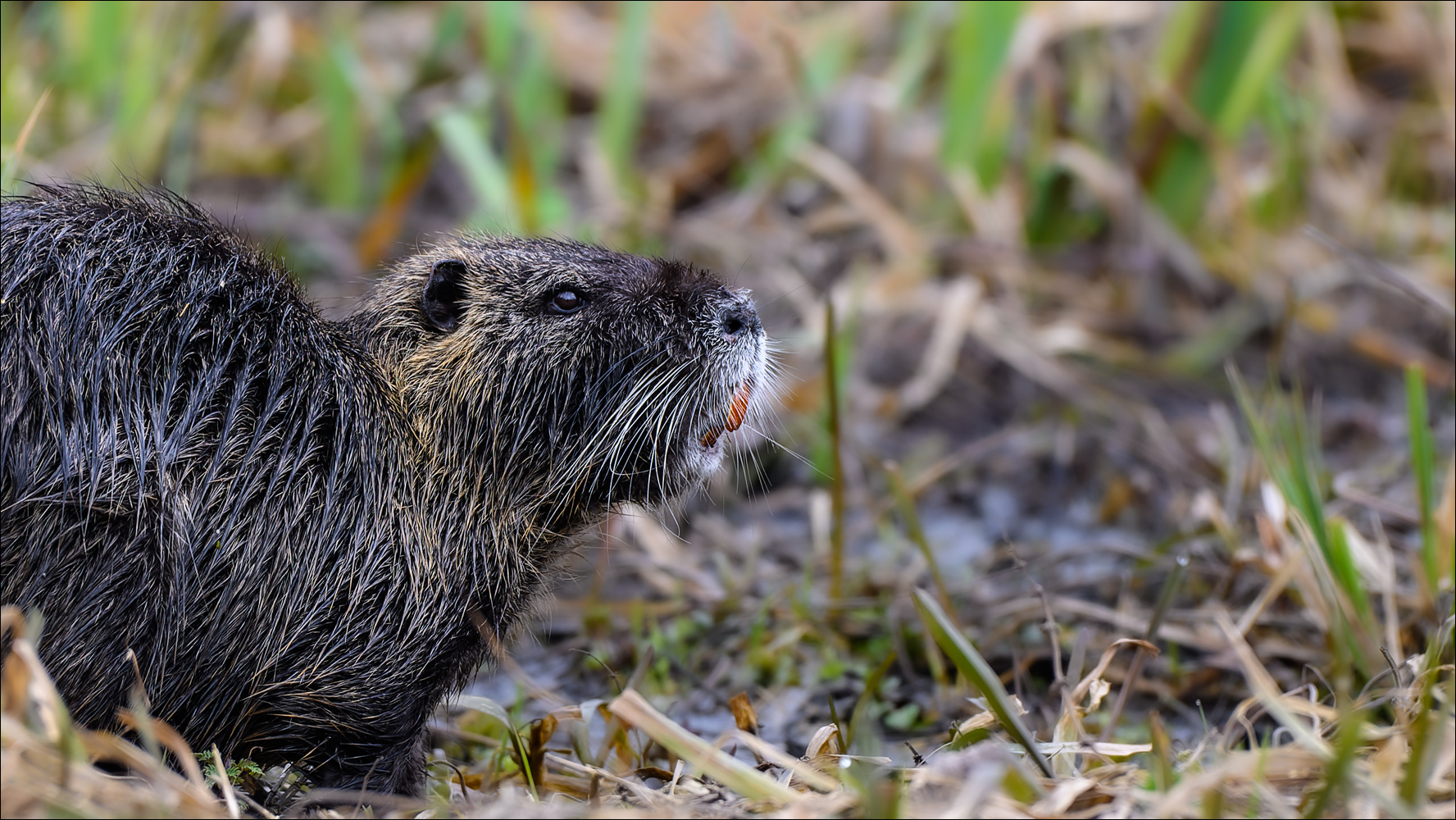 Nutria Foto & Bild | tiere, wildlife, säugetiere Bilder auf fotocommunity
