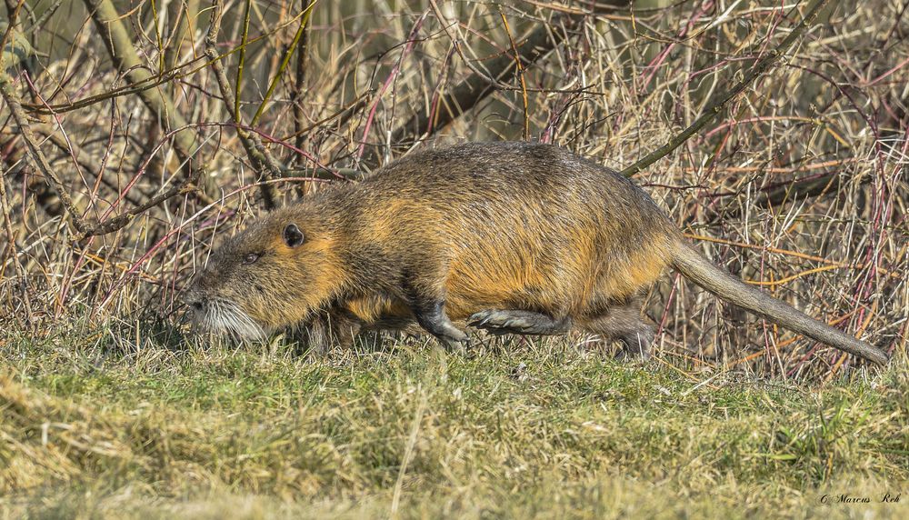Nutria Foto & Bild | tiere, wildlife, säugetiere Bilder auf fotocommunity