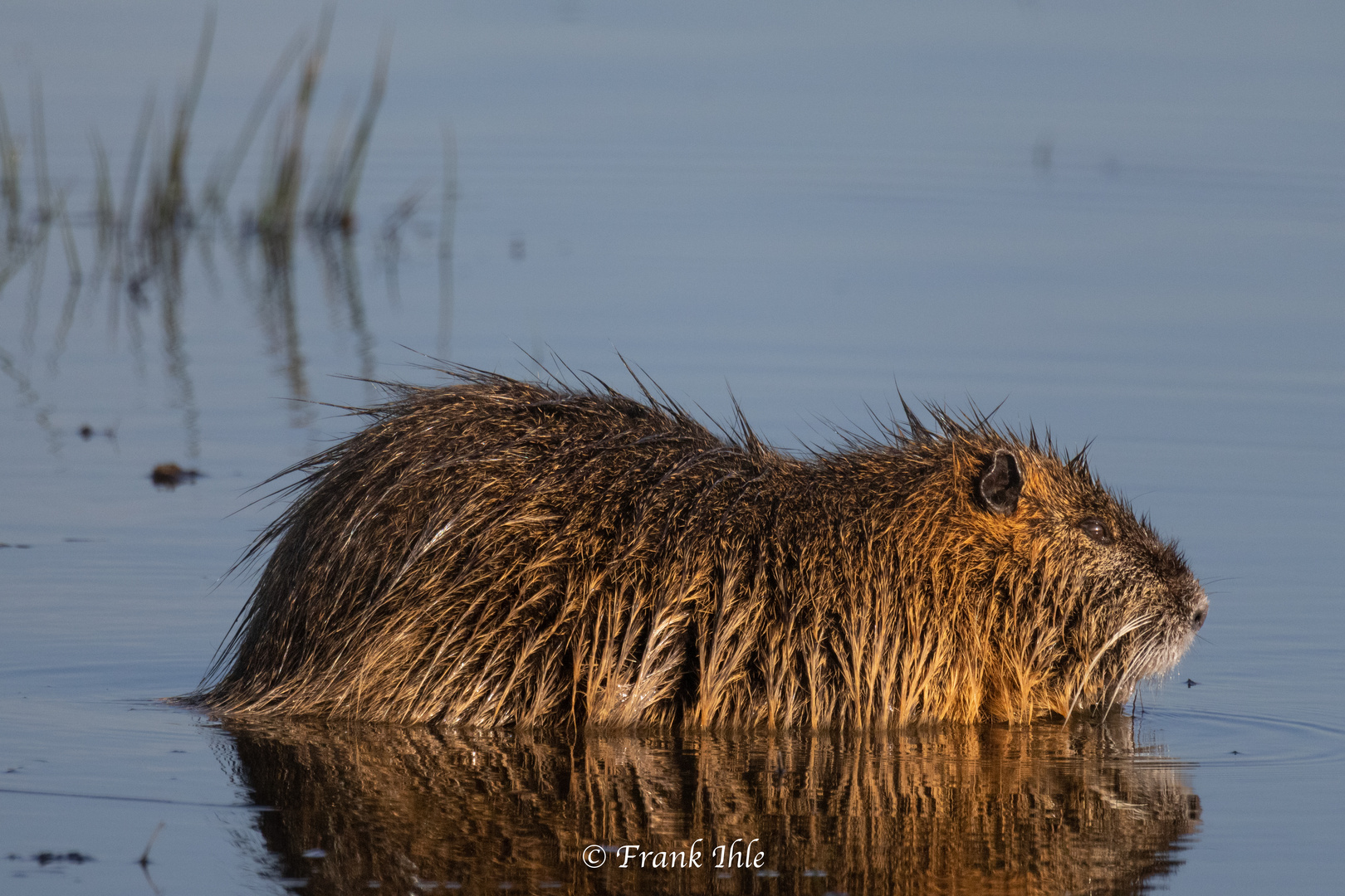 Nutria Foto & Bild | tiere, wildlife, säugetiere Bilder auf fotocommunity
