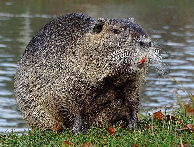 Nutria Foto & Bild | tiere, wildlife, säugetiere Bilder auf fotocommunity
