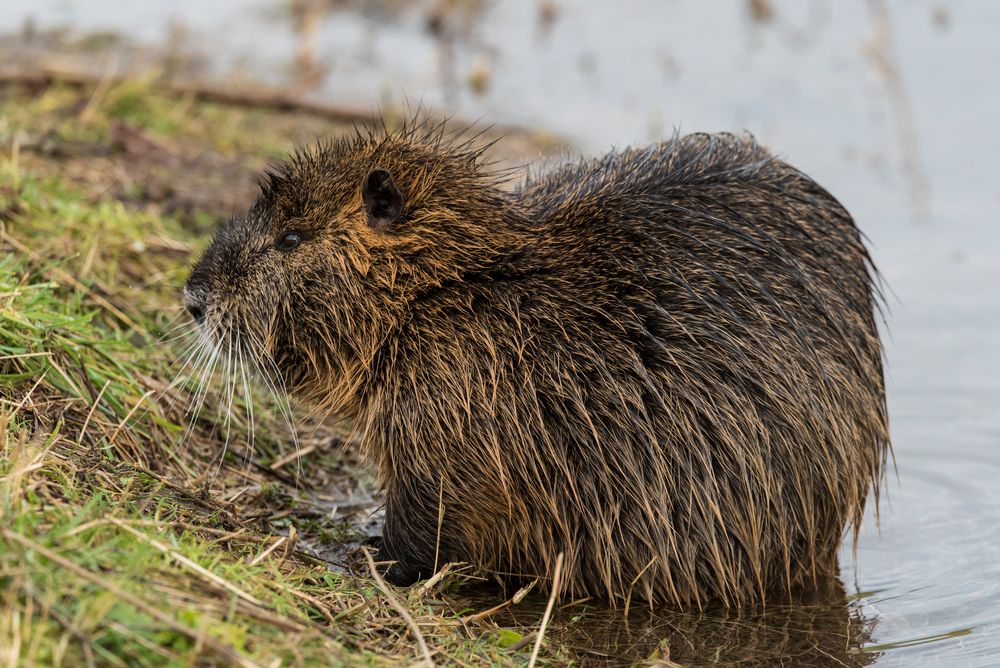 Nutria Foto & Bild | tiere, wildlife, säugetiere Bilder auf fotocommunity