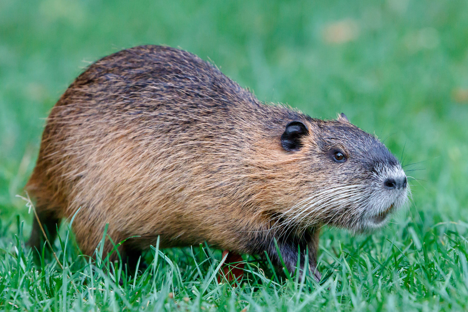 Nutria Foto & Bild | world, brandenburg, natur Bilder auf fotocommunity