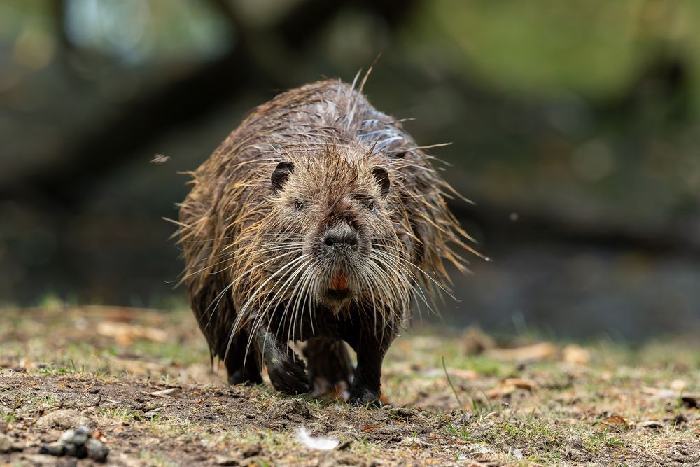 Nutria Foto & Bild | tiere, wildlife, wildlife in der stadt Bilder auf ...