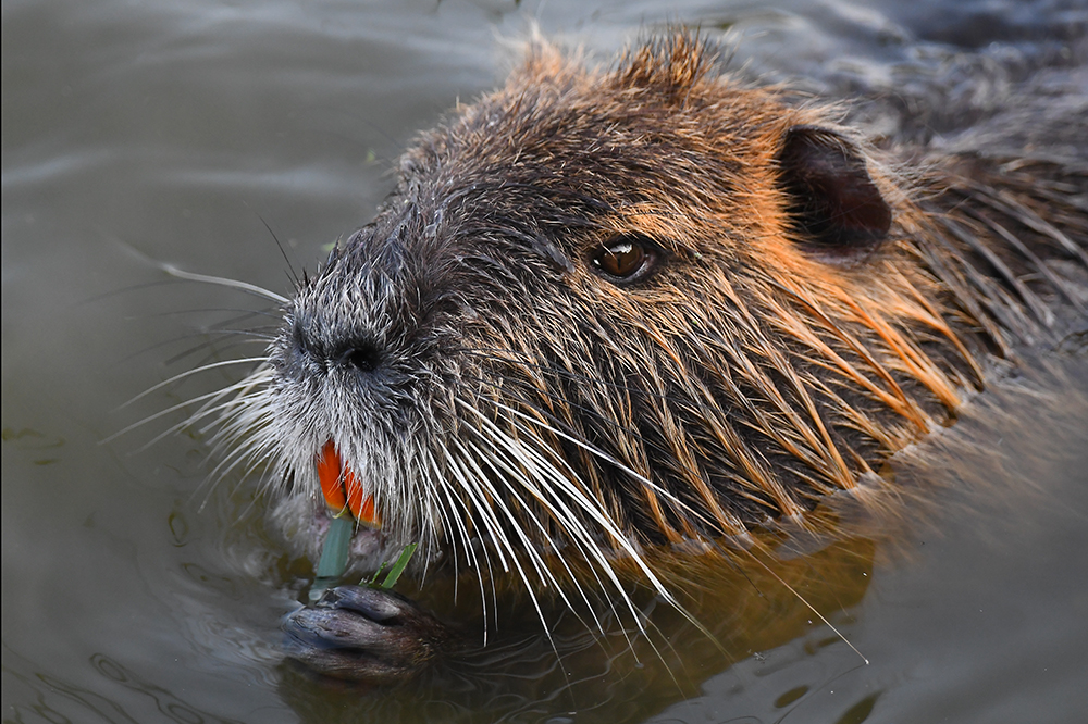 Nutria Foto & Bild | tiere, wildlife, säugetiere Bilder auf fotocommunity