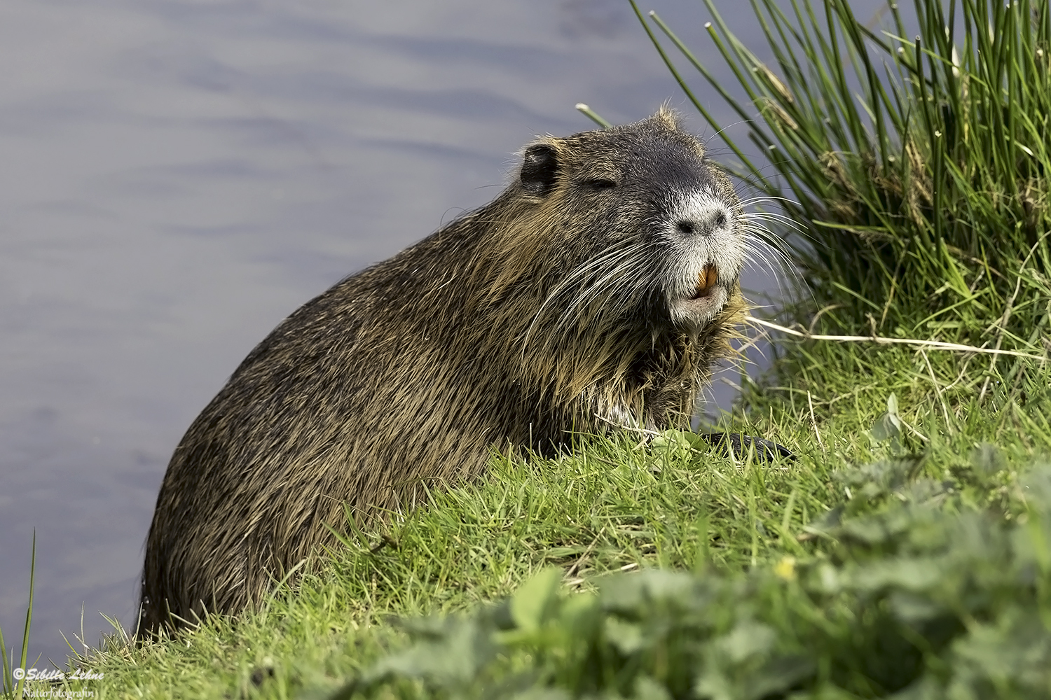 Nutria Foto & Bild | natur, nutria, tiere Bilder auf fotocommunity