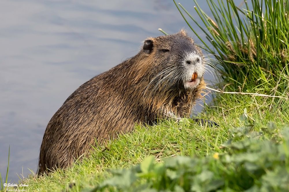 Nutria Foto & Bild | natur, nutria, tiere Bilder auf fotocommunity
