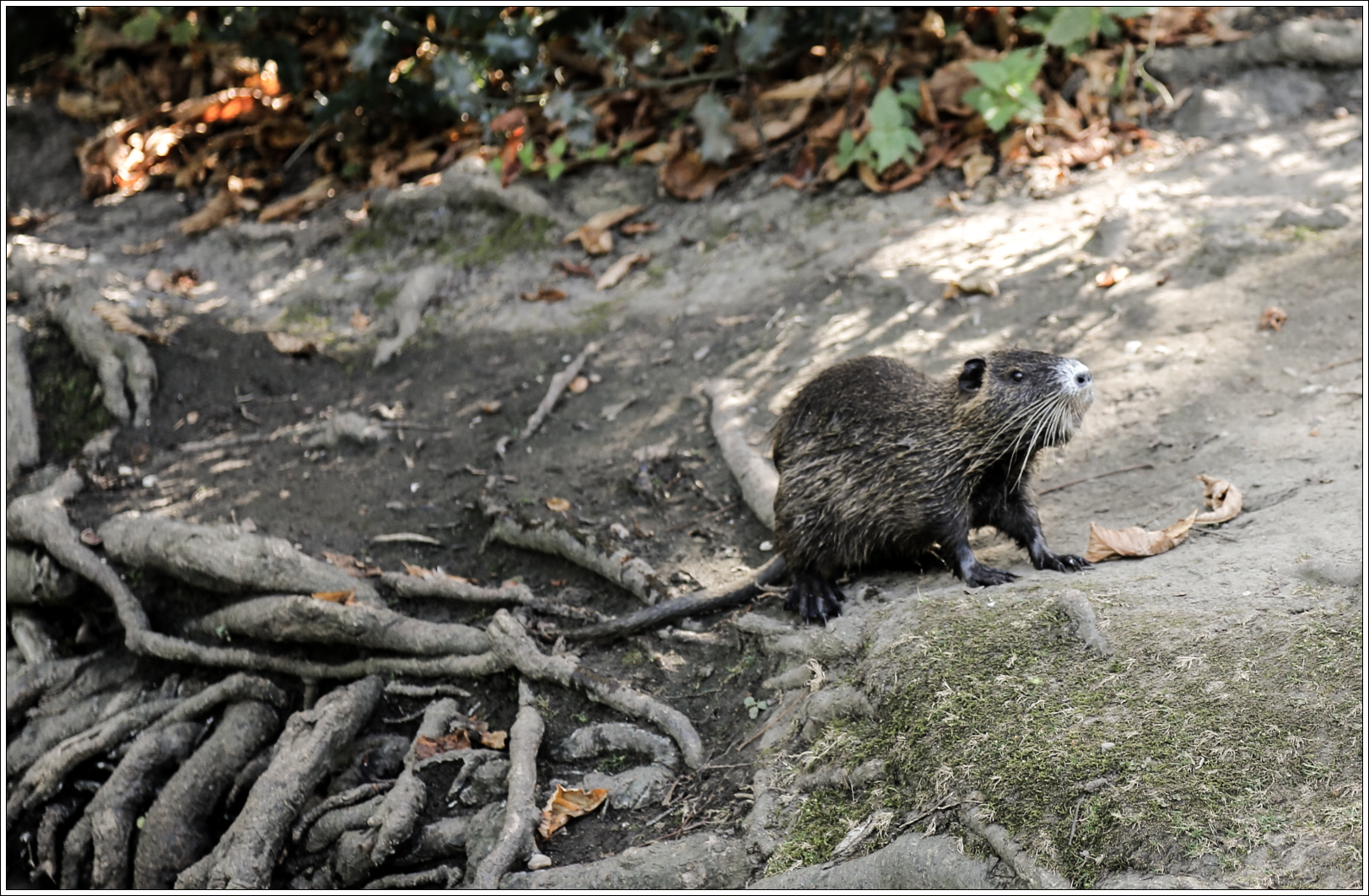 Nutria auf der Uferböschung Foto & Bild | natur, germany, wildlife ...