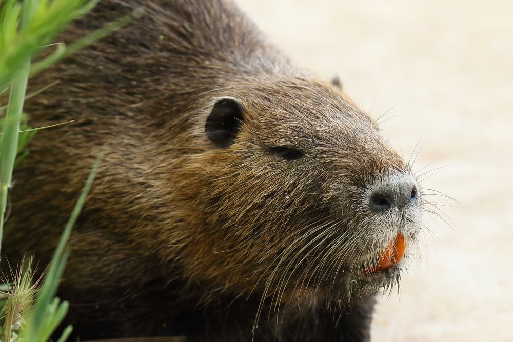 Nutria Foto & Bild | tiere, wildlife, natur Bilder auf fotocommunity