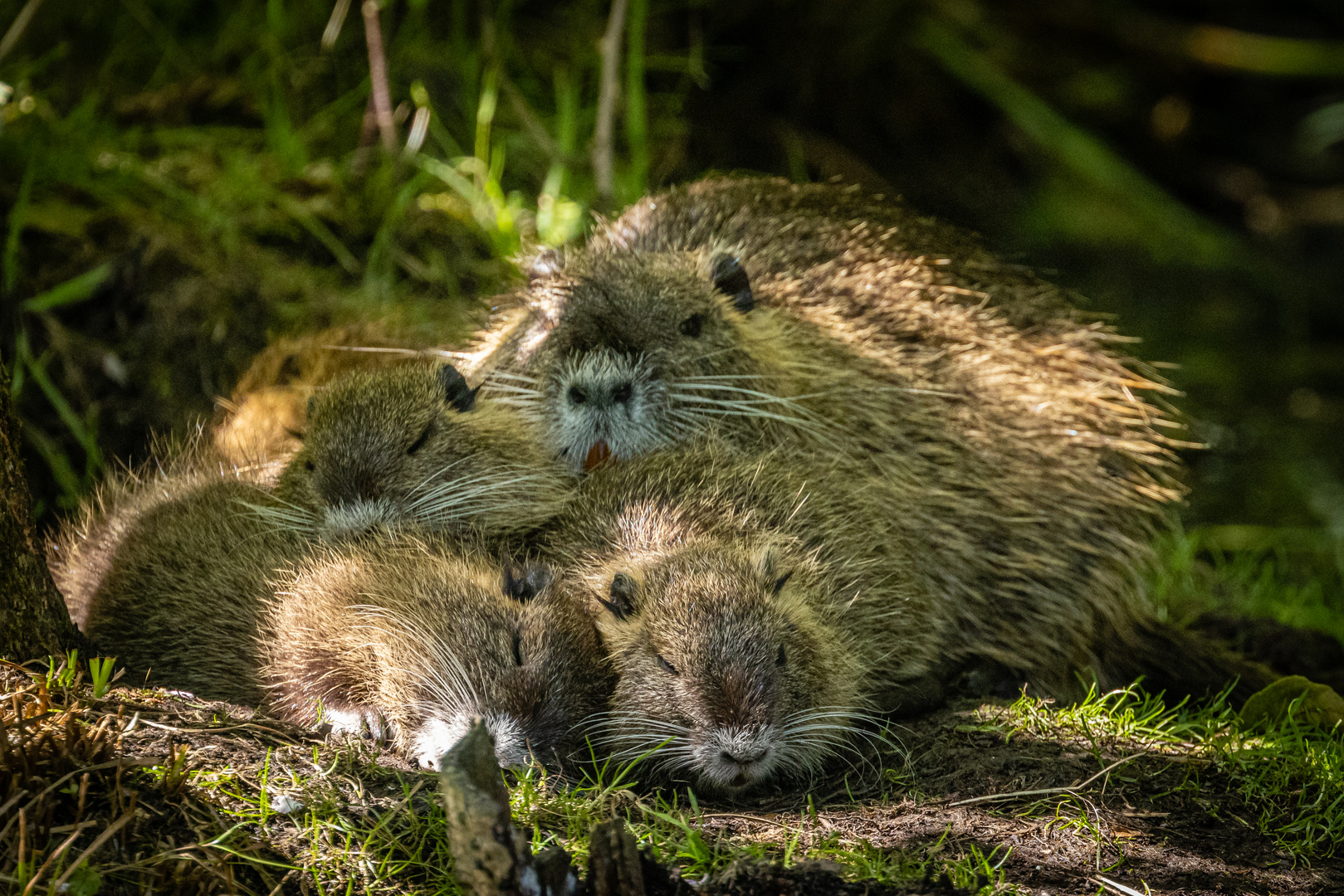 Nutria Foto & Bild | tiere, wildlife, wildlife in der stadt Bilder auf ...
