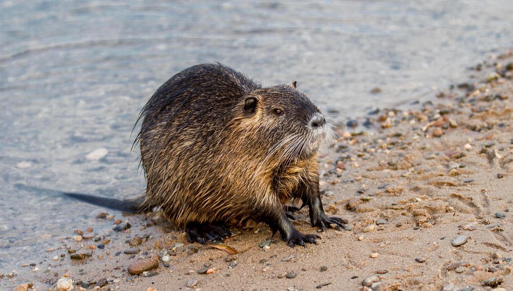 Nutria II Foto & Bild | natur, tier, tiere Bilder auf fotocommunity