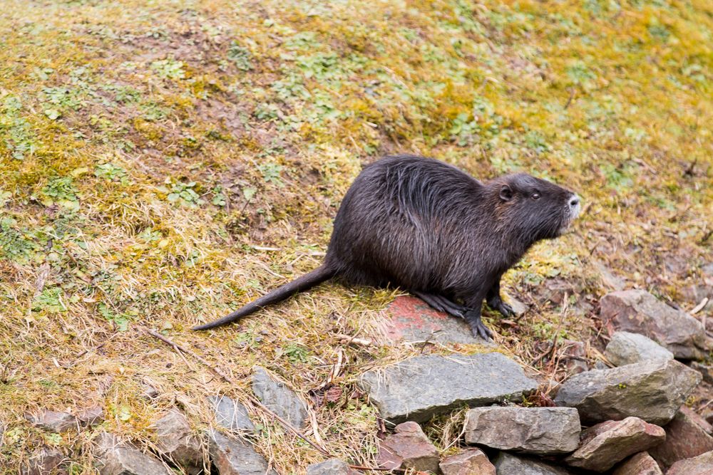 Nutria im Park 03 Foto & Bild | tiere, wildlife, wildlife: sonstige ...