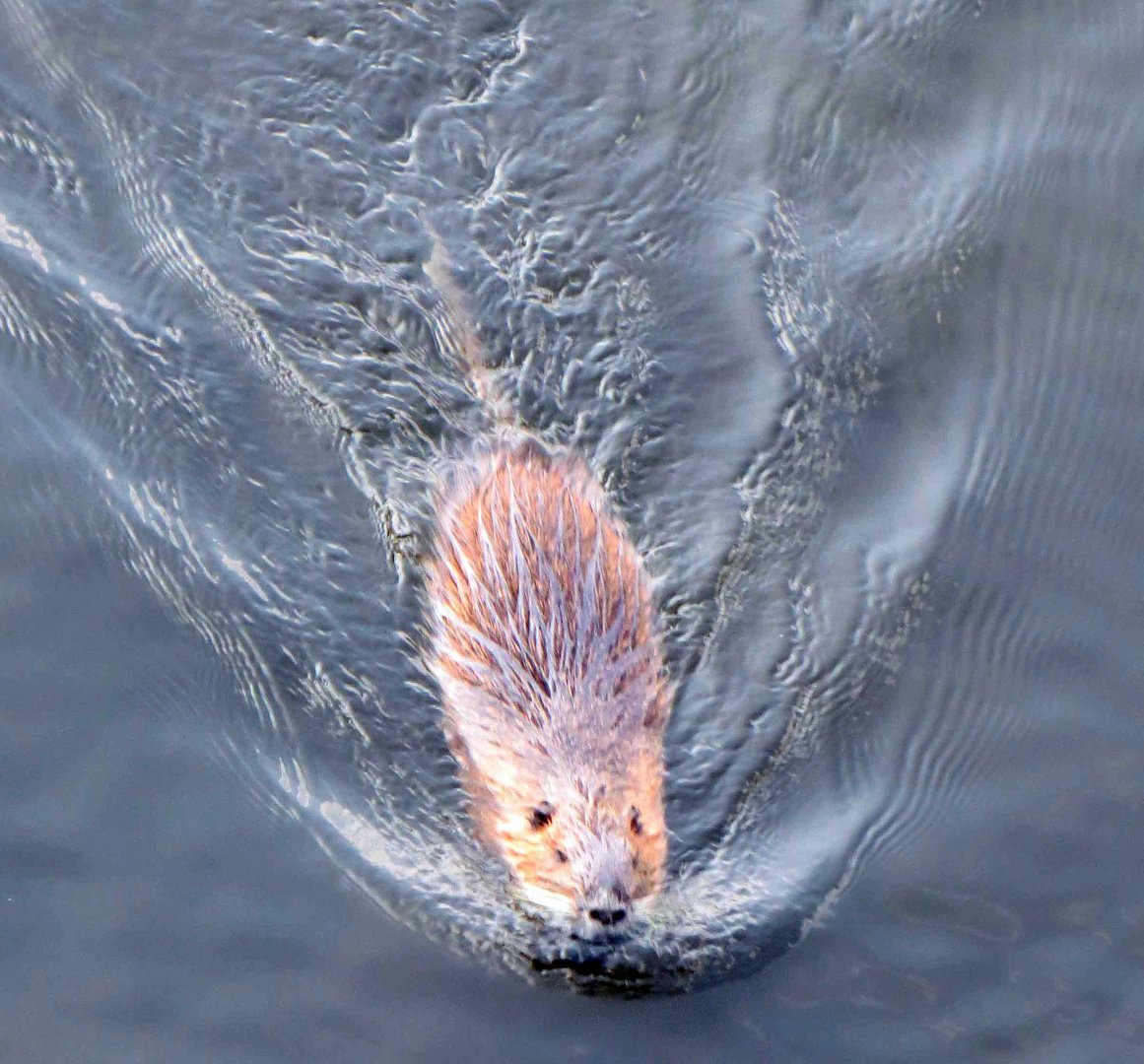 Nutria in Prag Foto & Bild | tiere, wildlife, säugetiere Bilder auf ...