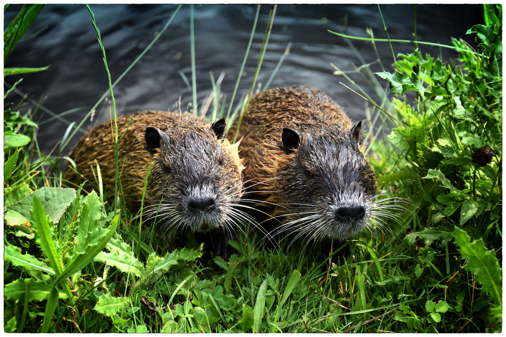Nutria Junge Foto & Bild | natur, nutria, tiere Bilder auf fotocommunity