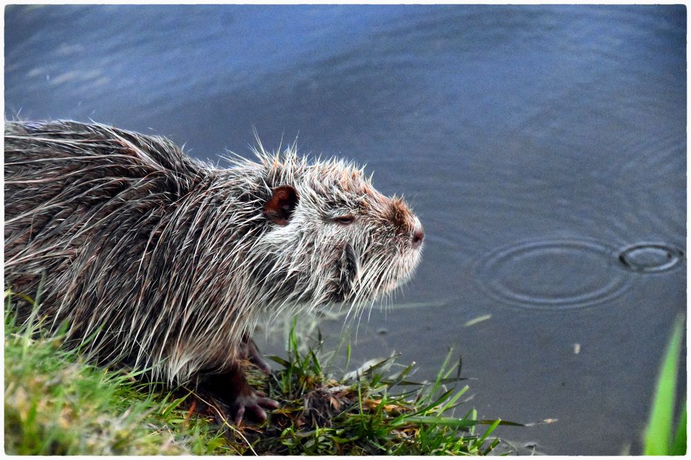 Nutria Junges 3 Foto & Bild | natur, tiere, wildlife Bilder auf ...