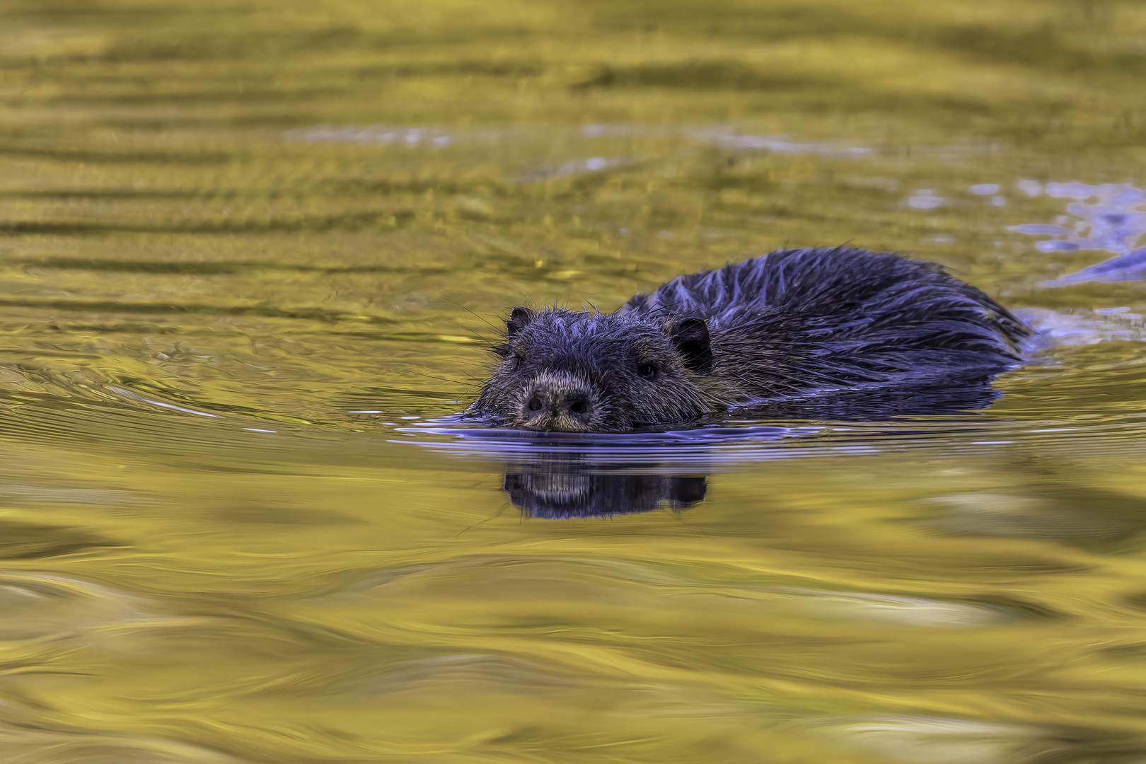 Nutria (Myocastor coypus) Foto & Bild | tiere, wildlife, säugetiere ...