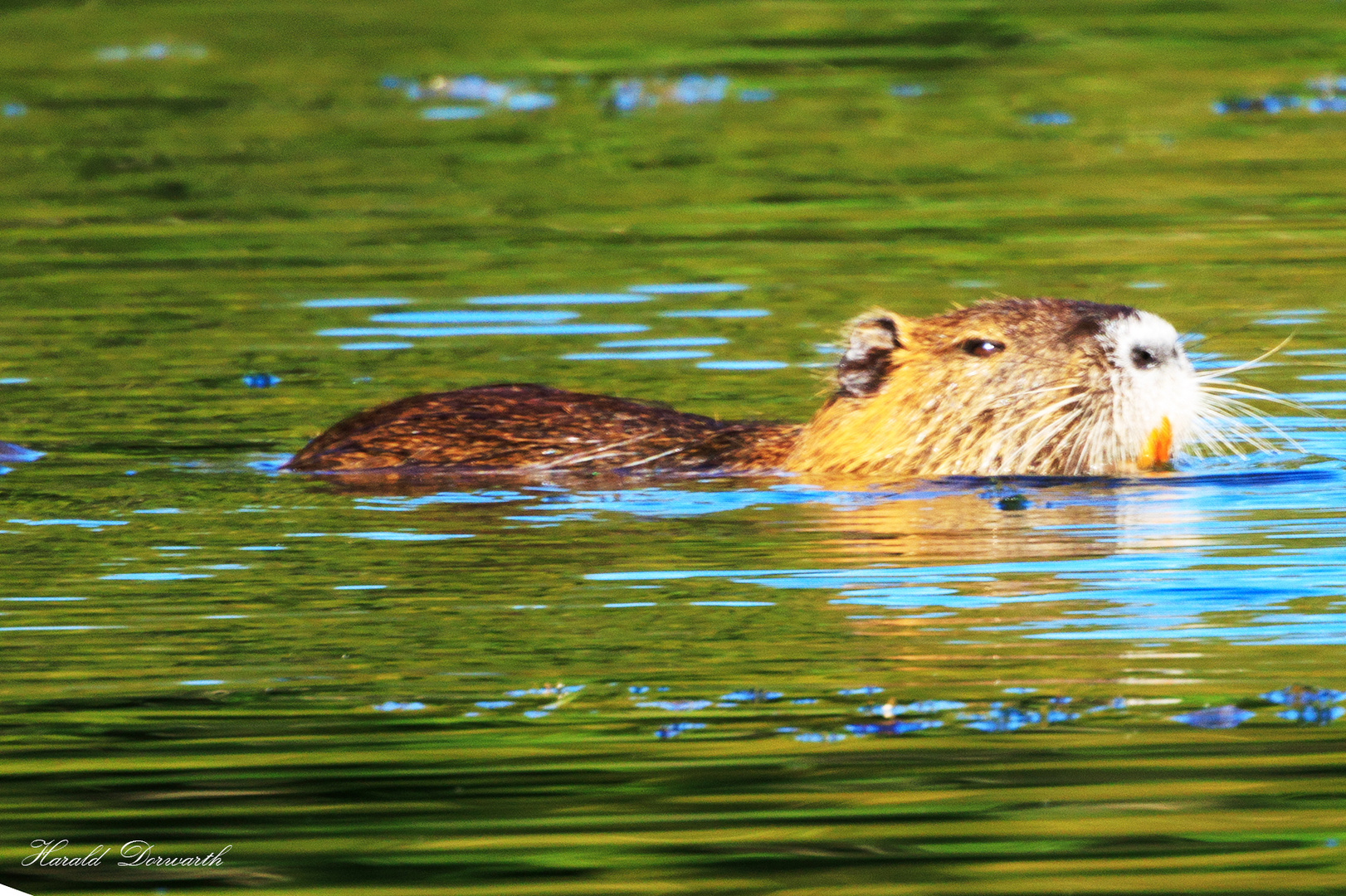 Nutria (Myocastor coypus) Foto & Bild | tiere, wildlife, säugetiere ...
