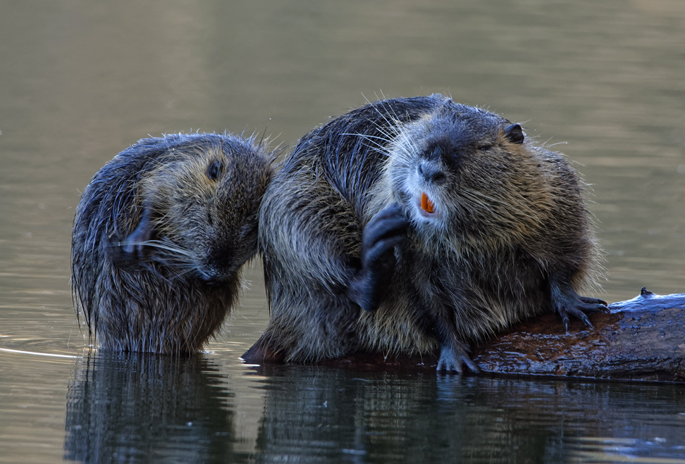 Nutrias Foto & Bild | tiere, wildlife, säugetiere Bilder auf fotocommunity