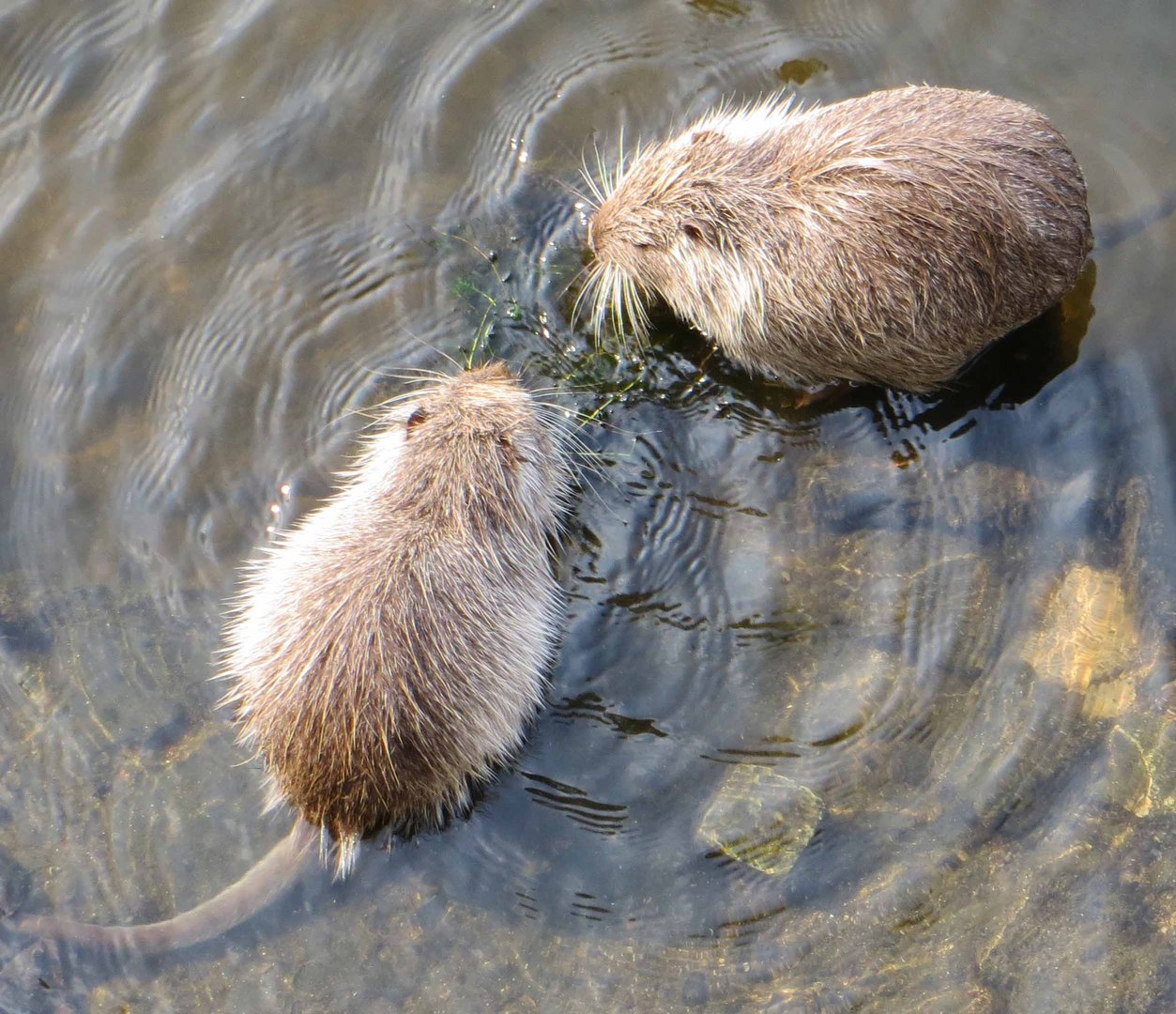 Nutrias an der Karlsbrücke in Prag Foto & Bild | fotos, natur, nutria Bilder auf fotocommunity