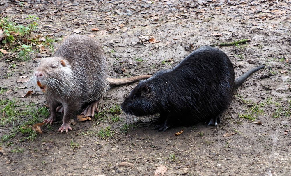 Nutrias in verschiedenen Farben … Foto & Bild | natur, nutria, tiere ...