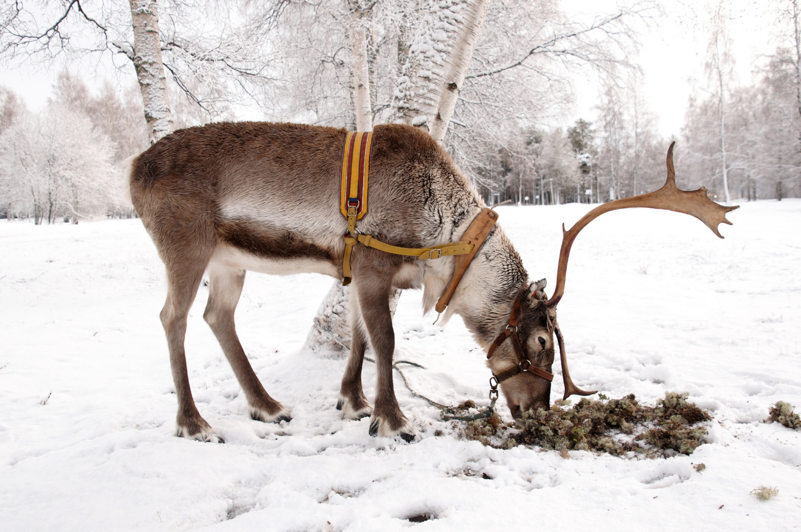 Nutztier der Lappen Foto & Bild | world, winter, natur Bilder auf ...