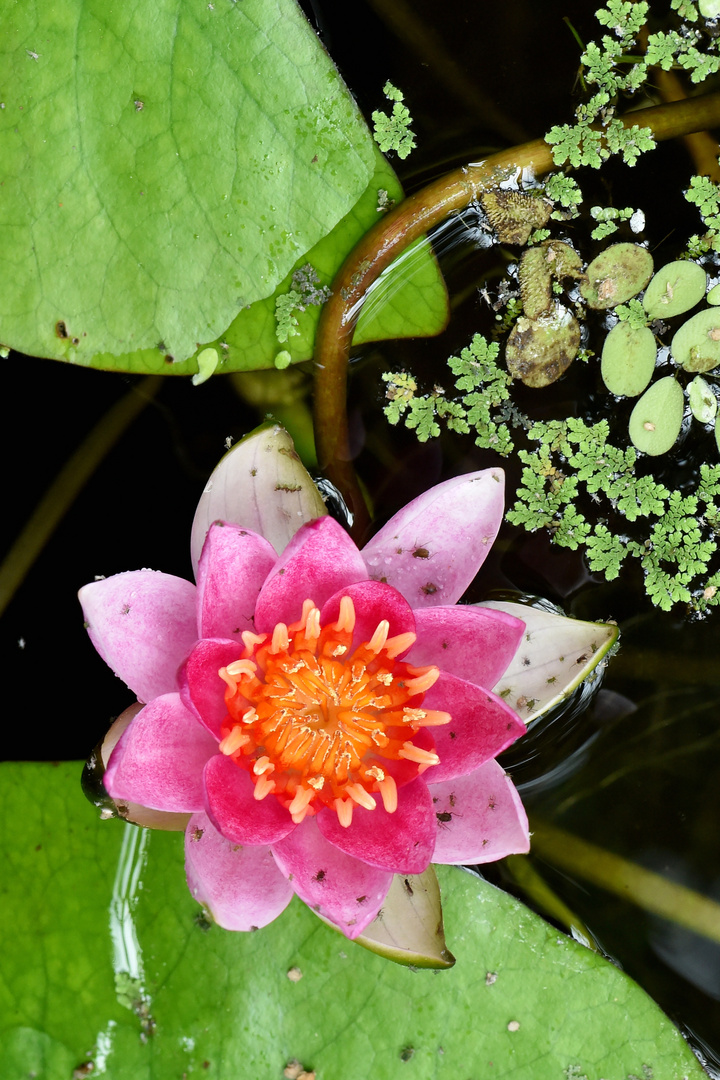 Nymphaea `Pygmaea Rubra` Foto & Bild | makro, natur, pflanzen Bilder ...