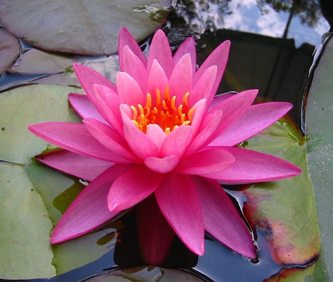 Nymphaea 'Rose Arey' Foto & Bild | pflanzen, pilze & flechten, blüten- & kleinpflanzen, seerosen ...