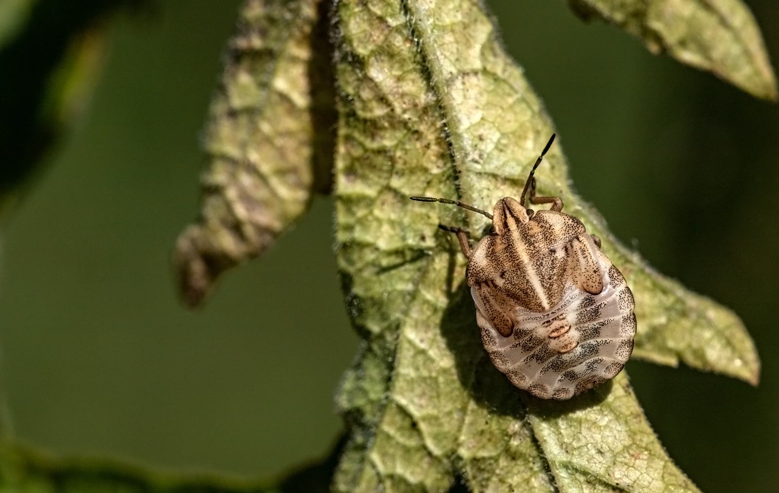 Nymphe Foto & Bild | tiere, wildlife, insekten Bilder auf fotocommunity