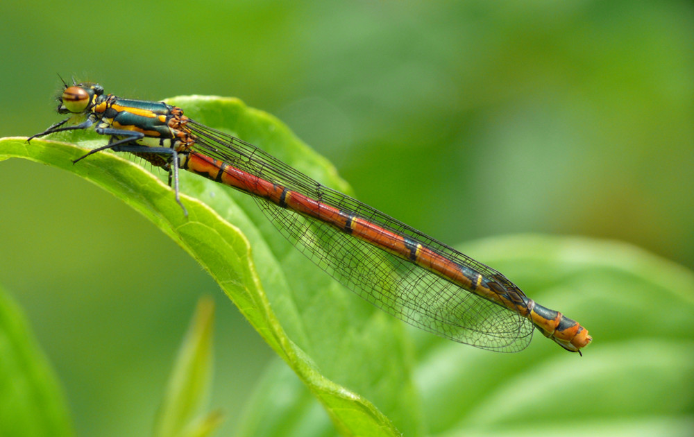 nymphe au corps de feu photo et image | macro nature, macro insectes ...