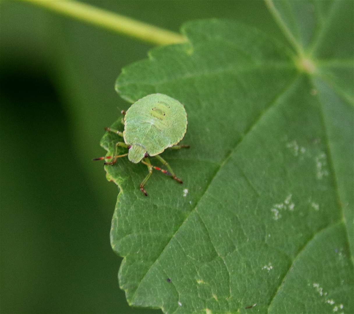 Nymphe der Grünen Stinkwanze Foto & Bild | tiere, wildlife, insekten ...