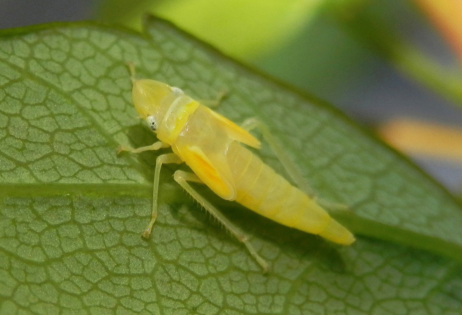 Nymphe der Rhododendronzikade (Graphocephala fennahi, Syn ...