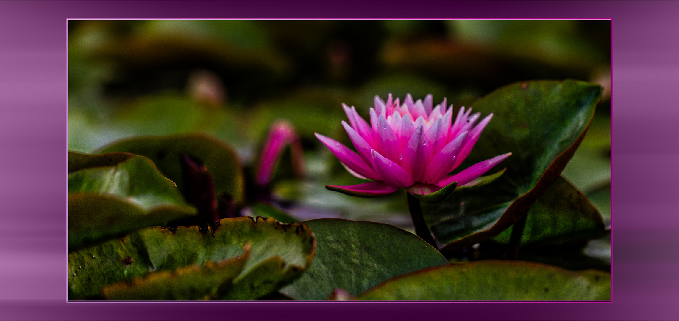 Nymphéa photo et image | fleurs, vos préférées, nature Images fotocommunity