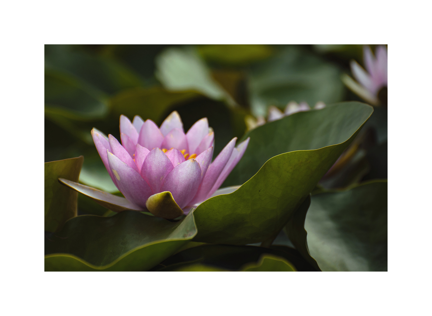 Nymphéa 2 photo et image | fleurs, nature Images fotocommunity