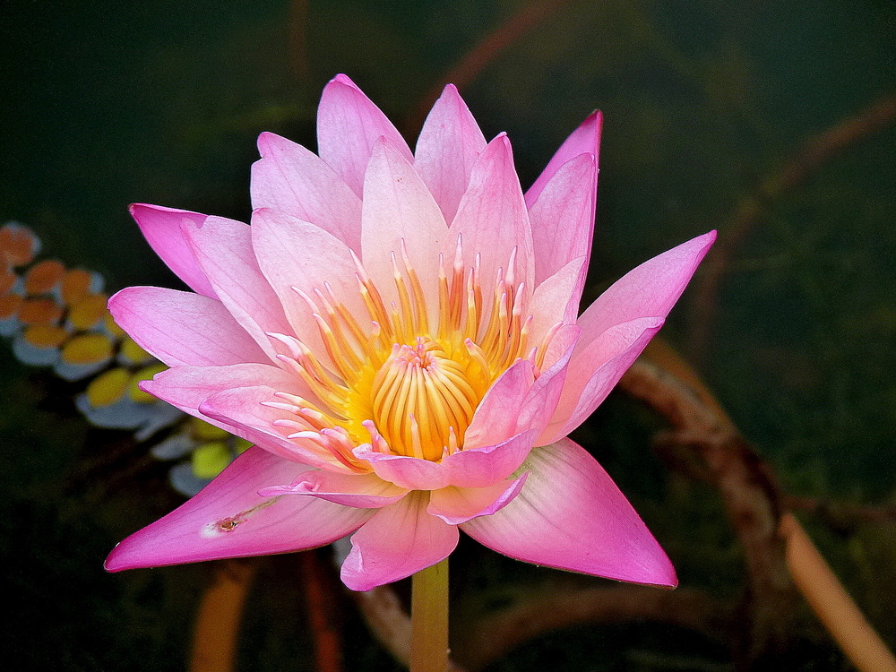 Nymphéa photo et image | fleurs, fleurs-plantes , nymphéa Images ...