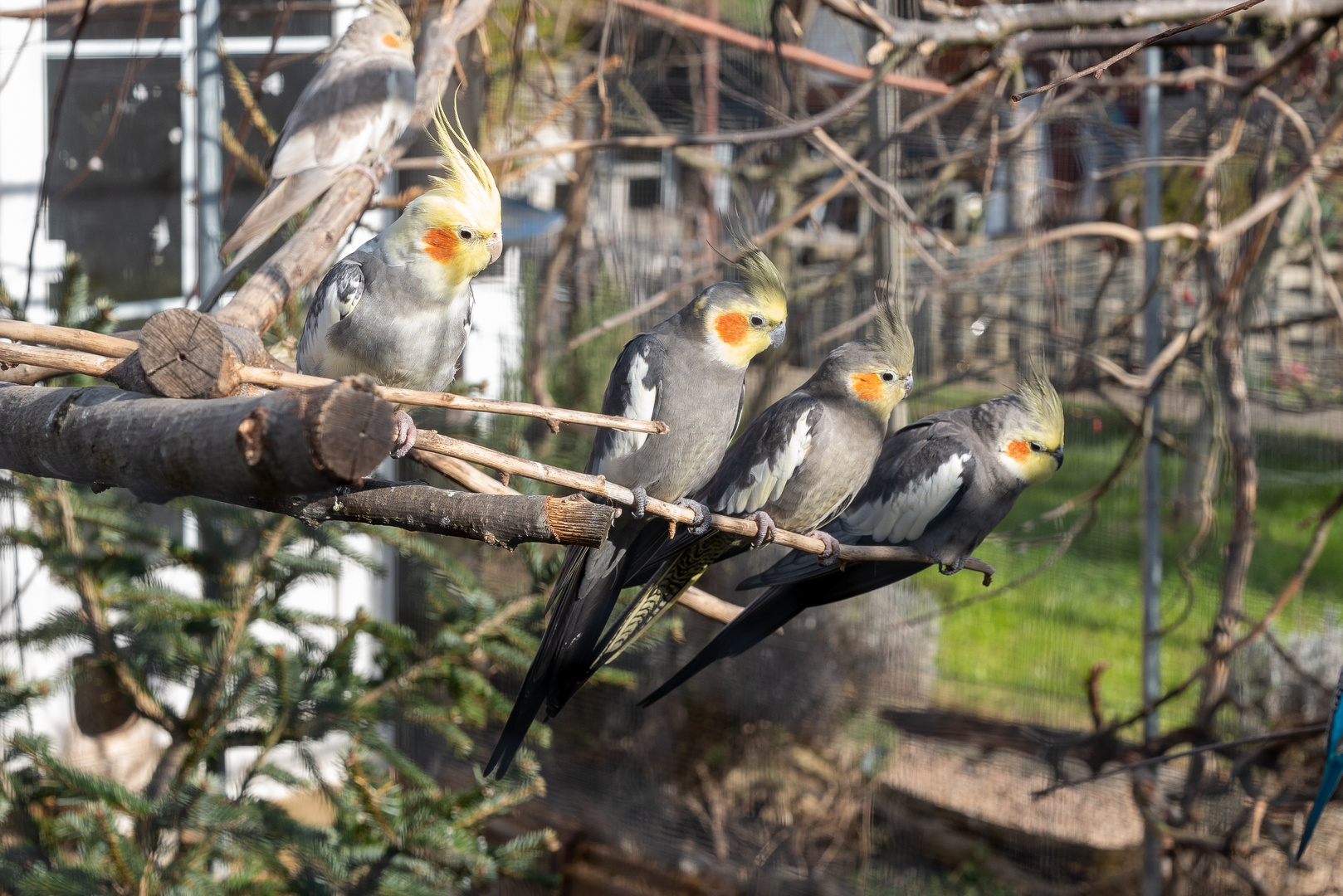 Nymphensittich Foto & Bild | natur, zoo, tiere Bilder auf fotocommunity