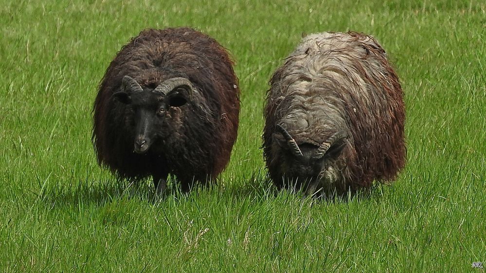 O O Foto & Bild | april, natur, tiere Bilder auf fotocommunity