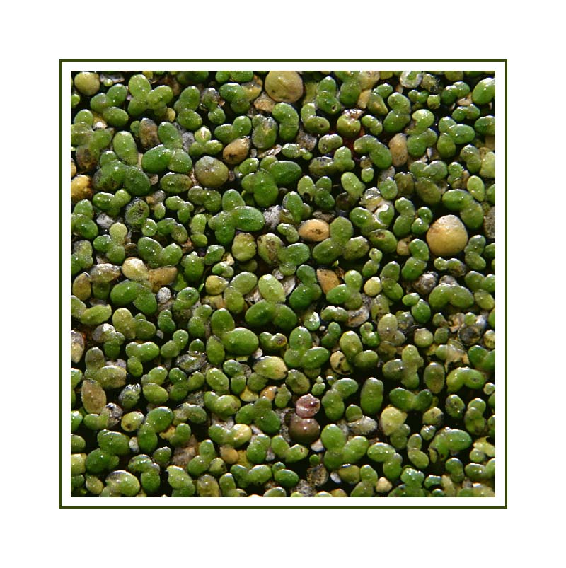 o O o OOo O O 0 ooO Foto & Bild | sonstiges, natur Bilder auf fotocommunity