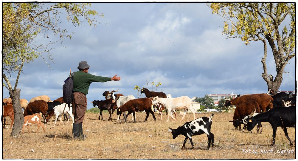 O Pastor das Cabras Foto & Bild | natur Bilder auf fotocommunity