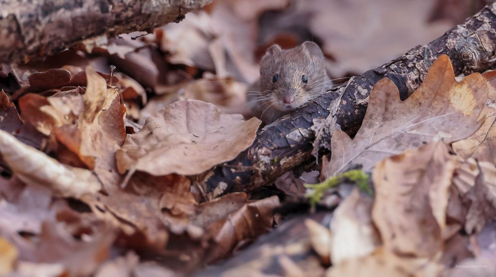 o r d e n t l i c h _ h o i z _ v o r _ d ‘ r _ h i d d ‘ n “ Foto ...