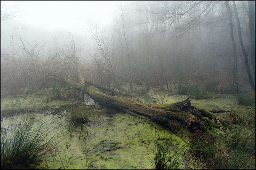 O schaurig ist's, übers Moor zu gehn Foto & Bild | landschaft, moor ...