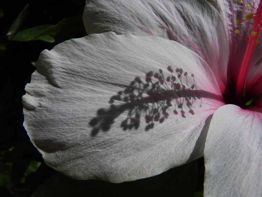 Oasen Foto & Bild | pflanzen, pilze & flechten, blüten- & kleinpflanzen ...
