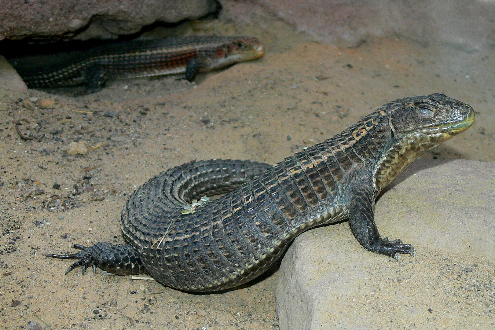 Ob auch Echsen "Rücken haben"? Foto & Bild | tiere, zoo, wildpark ...