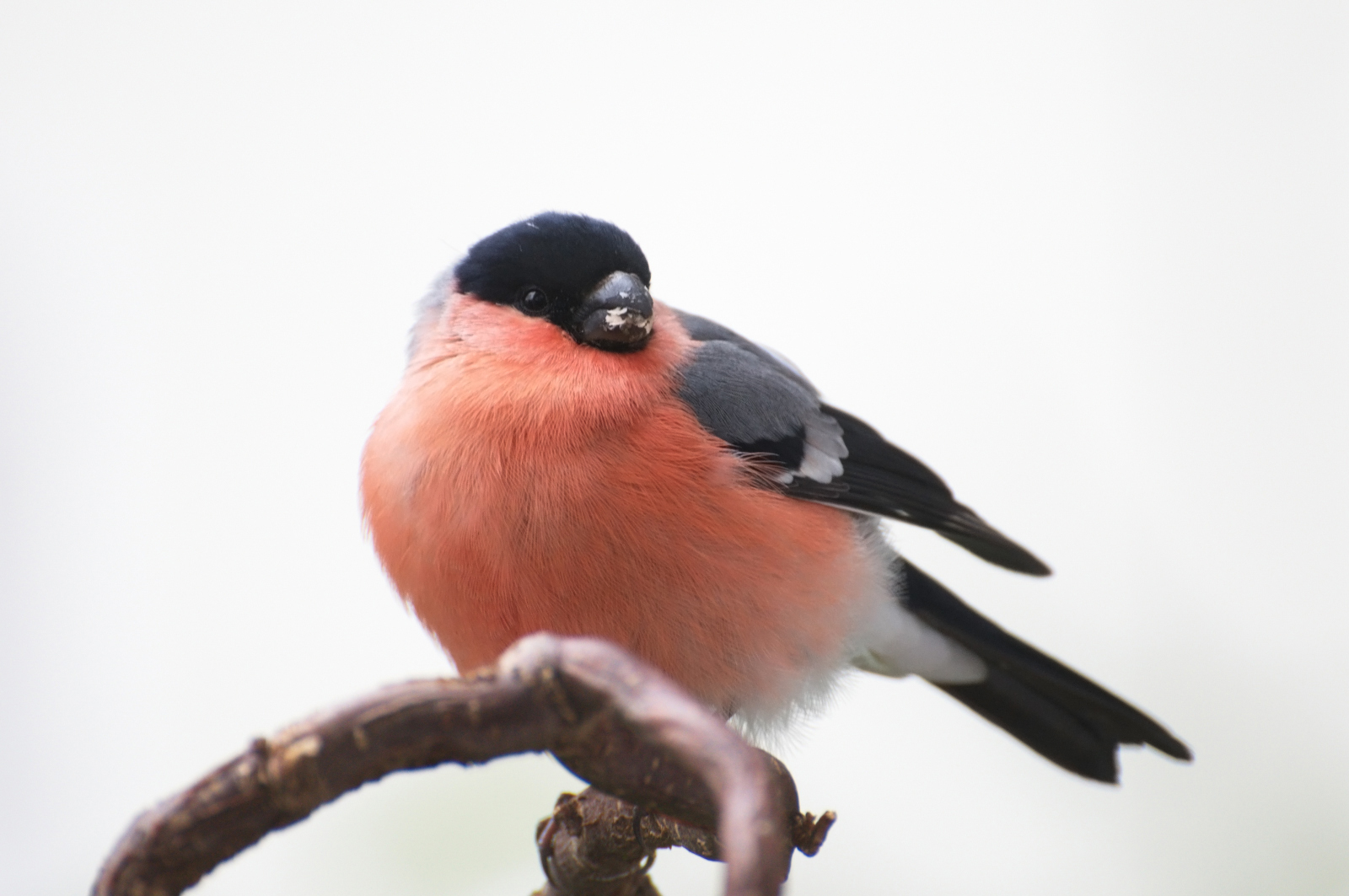 Ob die Meise Foto & Bild | tiere, wildlife, wild lebende vögel Bilder ...