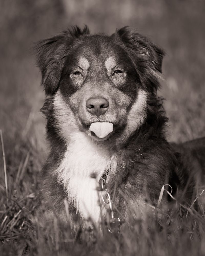 Ob er glücklich wird? Foto & Bild | spezial, hunde, hund Bilder auf fotocommunity