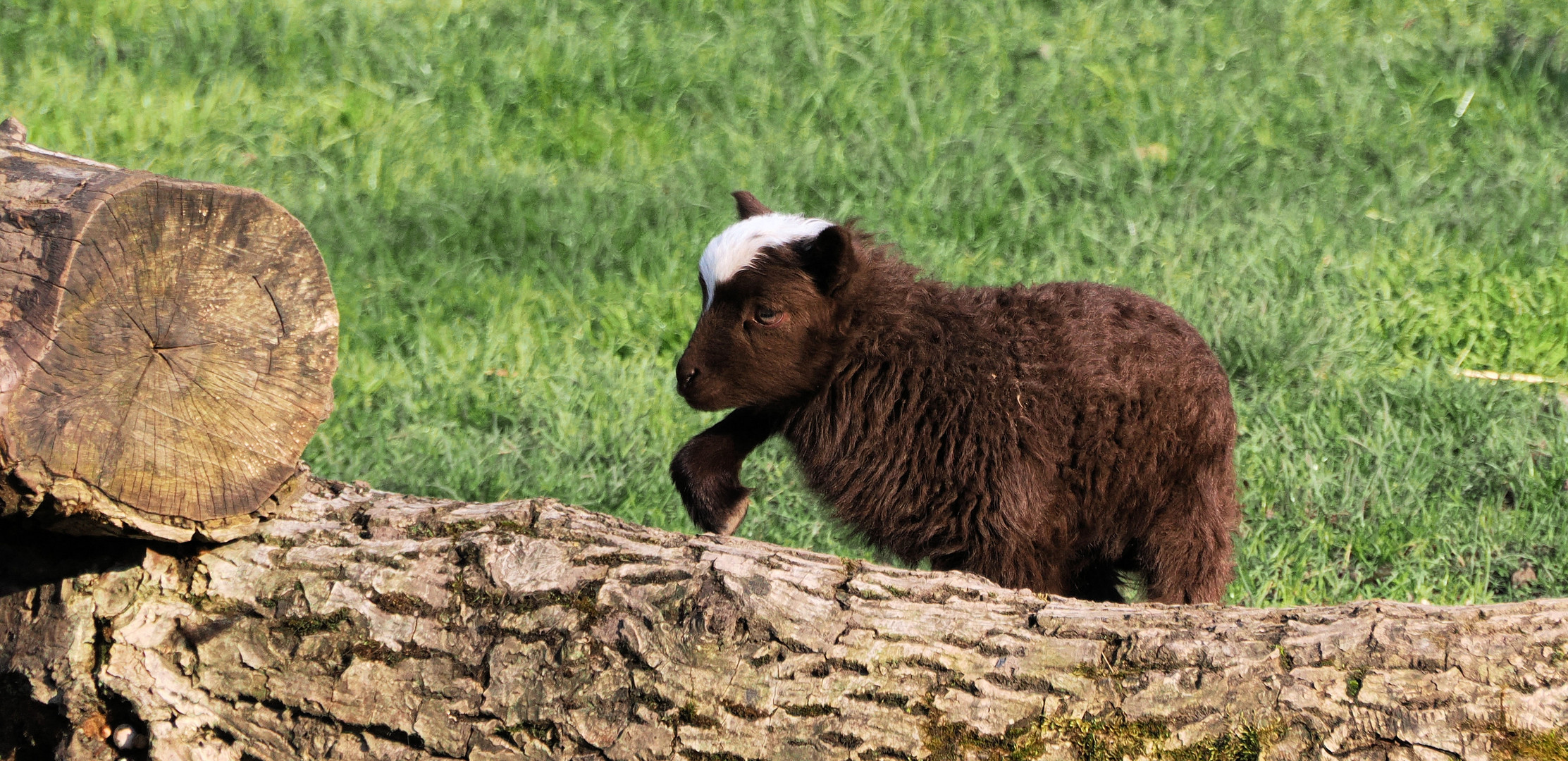 Ob ich das schaffe ..? Foto & Bild | fotos, schaf, natur Bilder auf ...