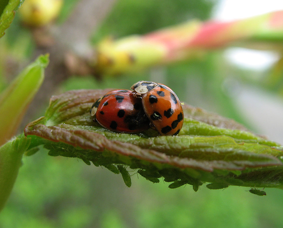 Oben die Jäger und darunter die Beute. Foto & Bild | tiere, wildlife ...